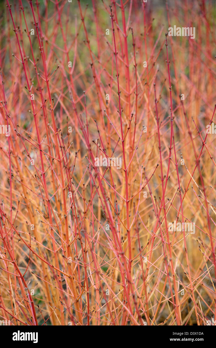 Cornus sanguinea midwinter fire Banque de photographies et d’images à ...