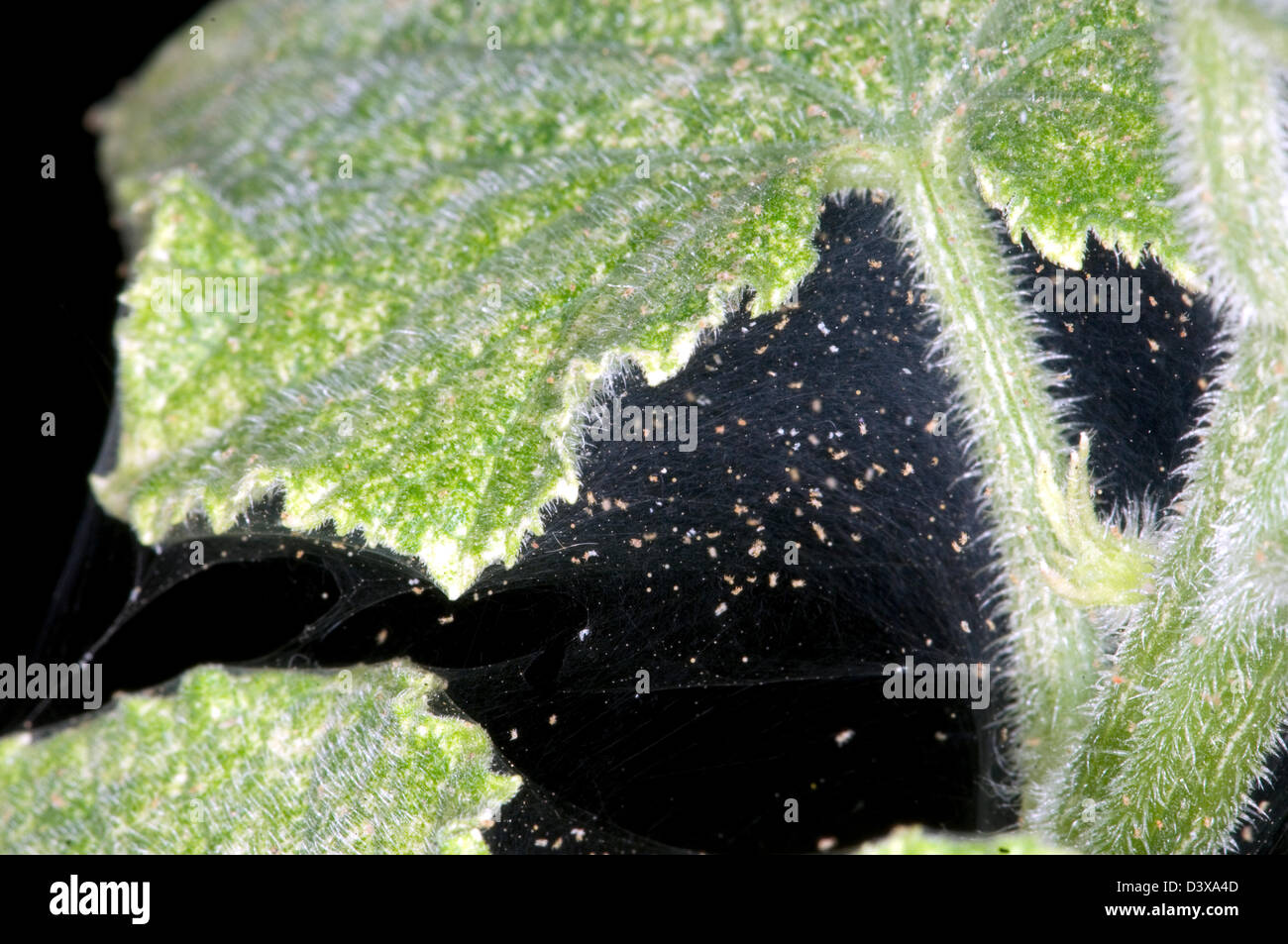 L'Araignée rouge ou rouge à effet (Tetranychus urticae) acariens sur ...