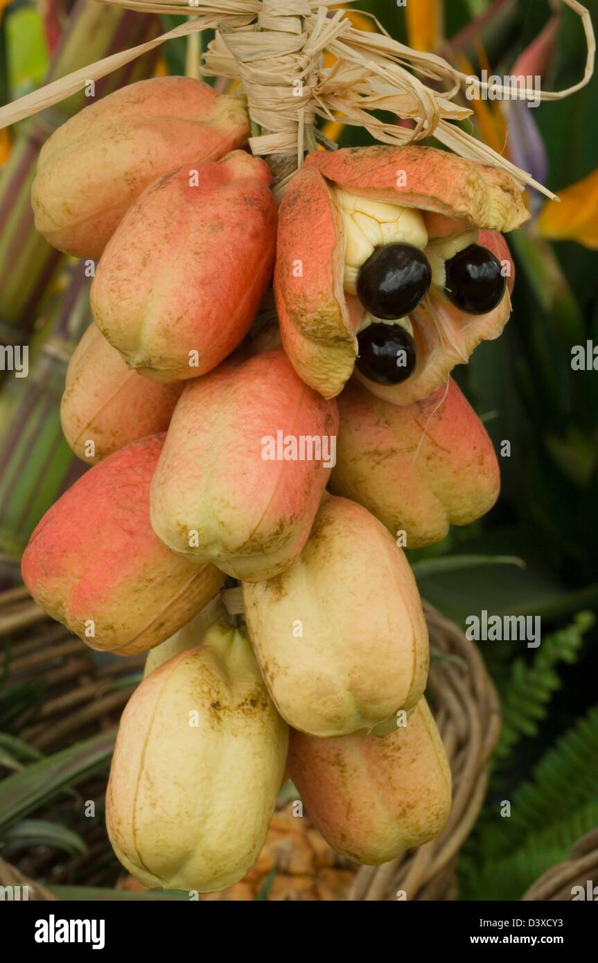 BLIGHIA SAPIDA 'ackee', 'Akee Akee', 'Apple'. Nommé en l'honneur du ...