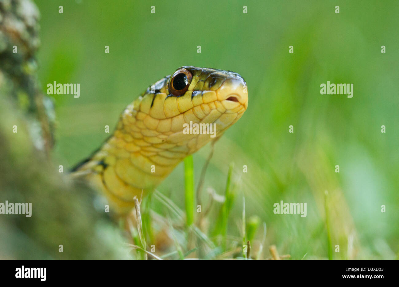 Common garter snake Banque de photographies et d’images à haute ...