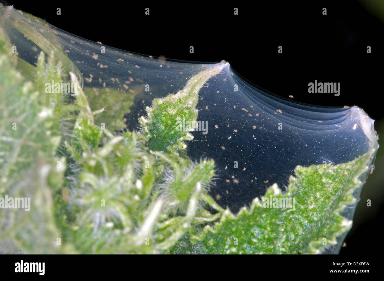 Tetranychus urticae Banque de photographies et d’images à haute ...