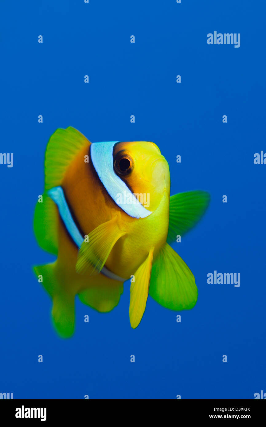 Poisson clown de mer rouge amphiprion bicinctus Banque de photographies ...