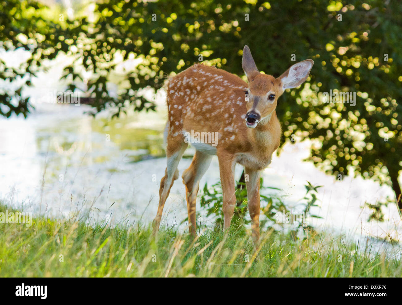 Bébé chevreuil Banque de photographies et d’images à haute résolution ...