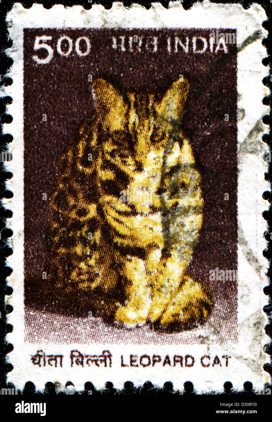 Inde - circa 2000 : timbre imprimé en Inde, montre un chat-léopard ...