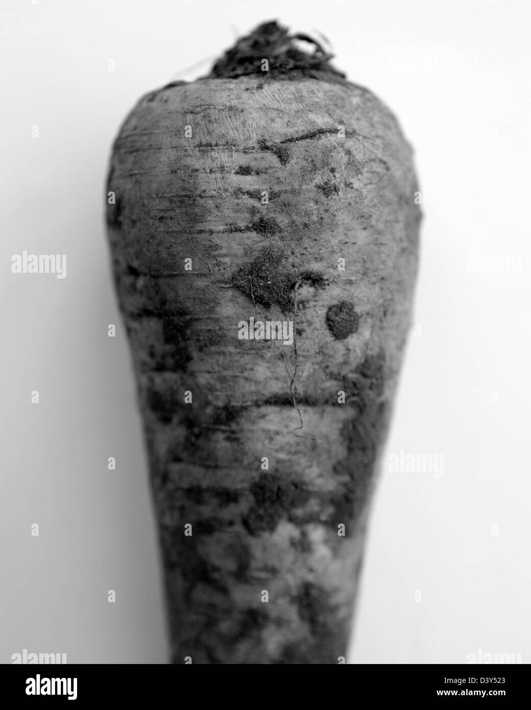 Navet noir Banque de photographies et d’images à haute résolution - Alamy