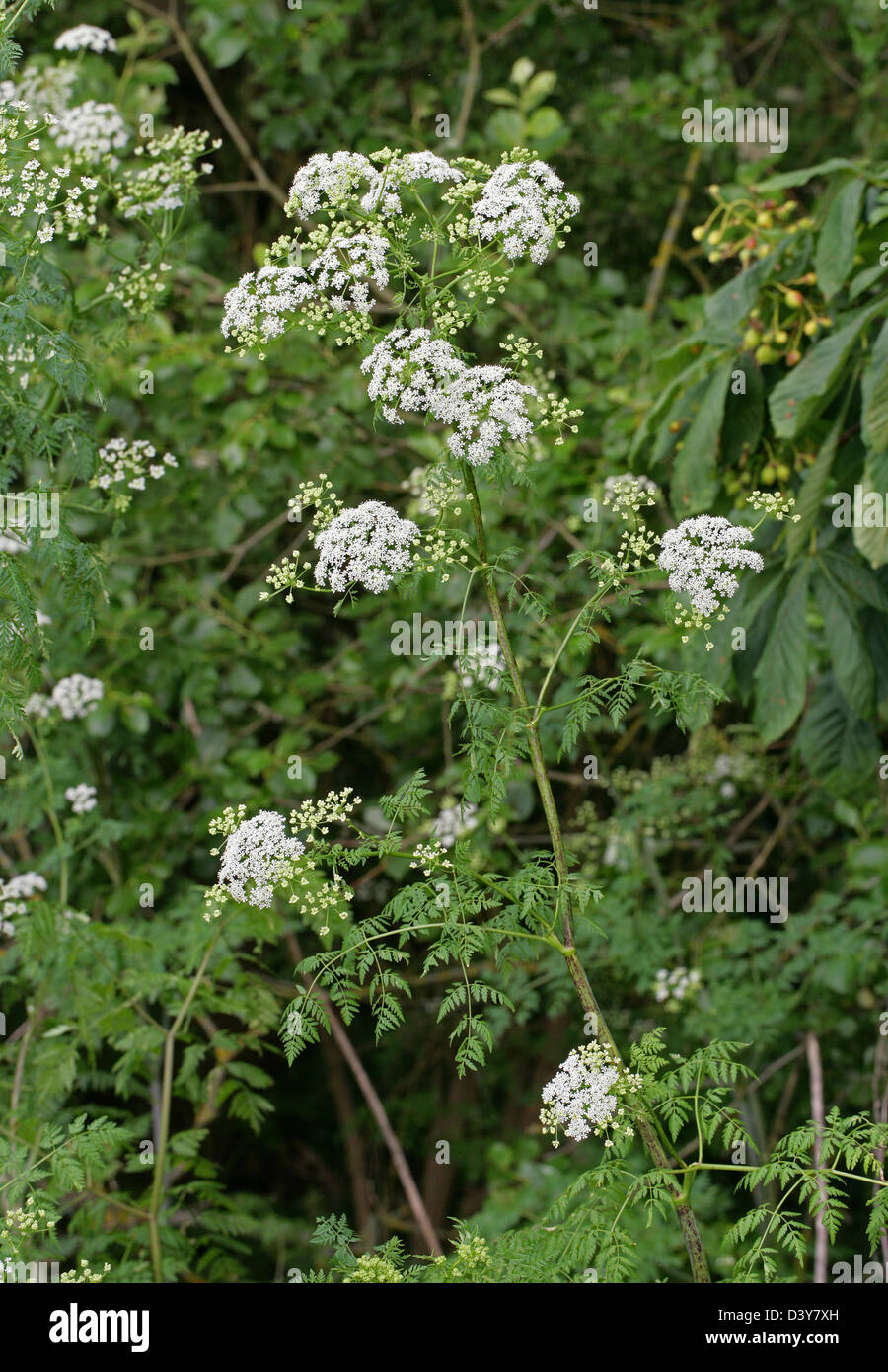 Hemlock conium maculatum plant Banque de photographies et d’images à ...