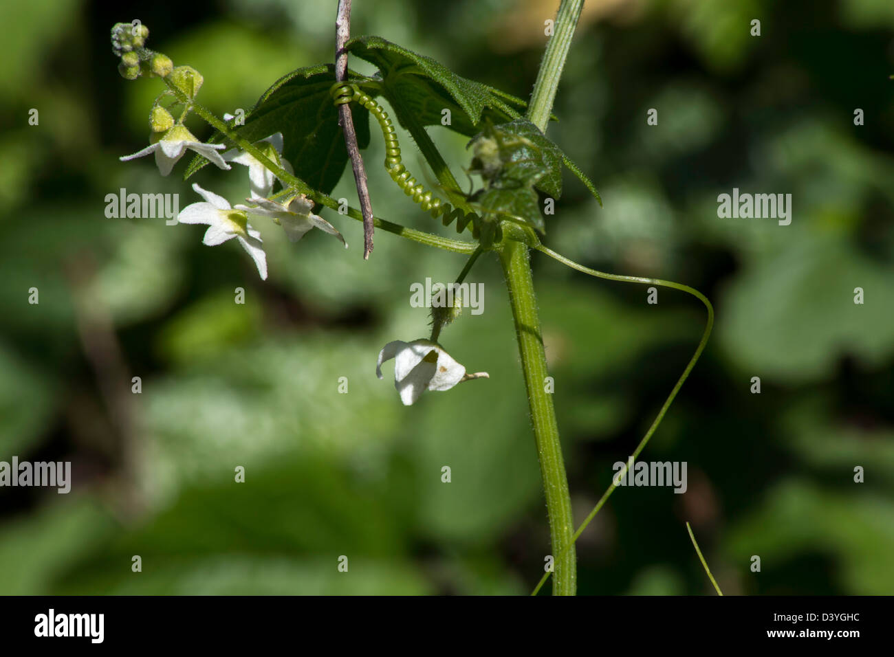 Racine de cucamonga Banque de photographies et d’images à haute ...