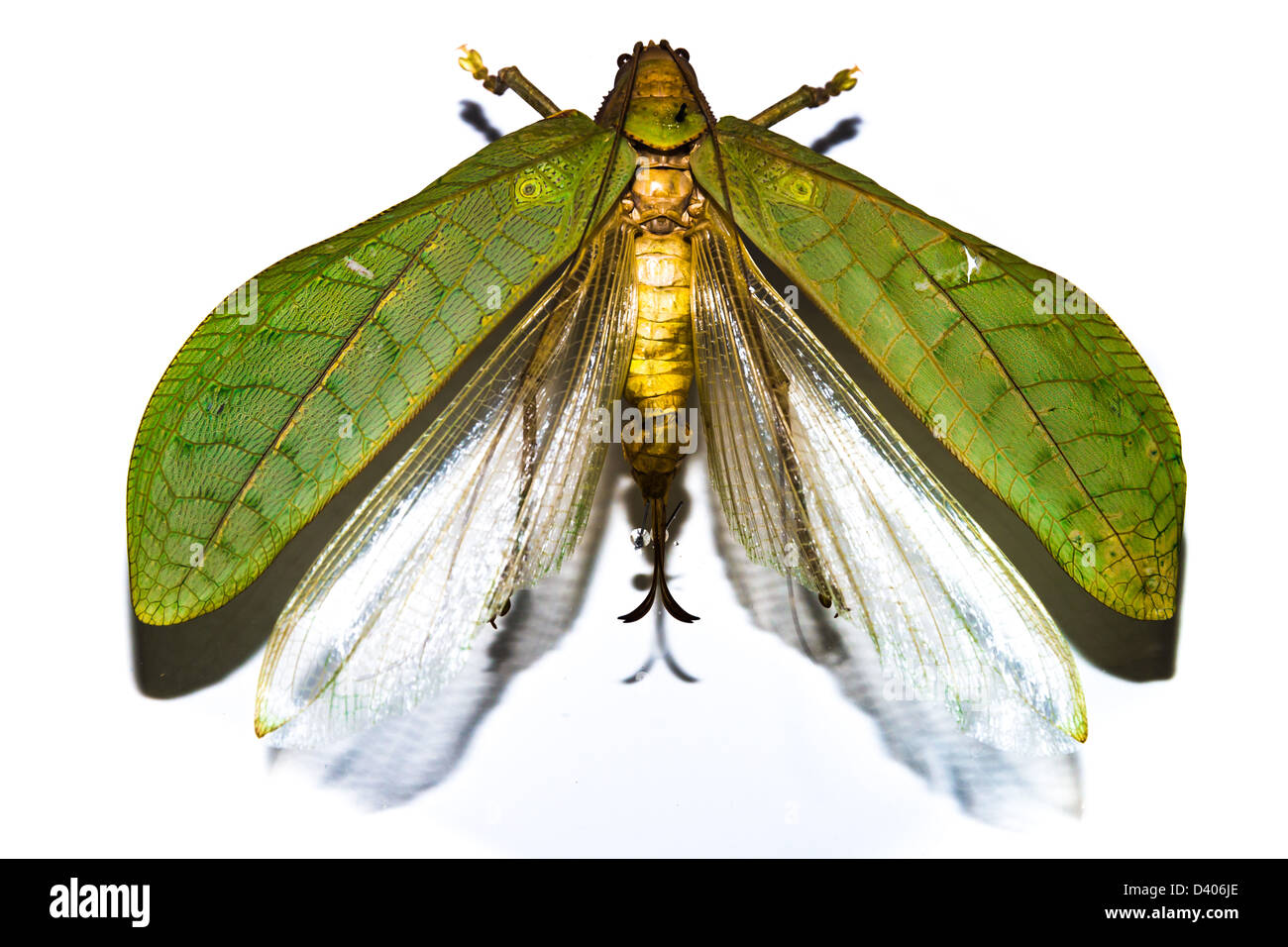 Gros Insecte Volant Banque d'image et photos - Alamy