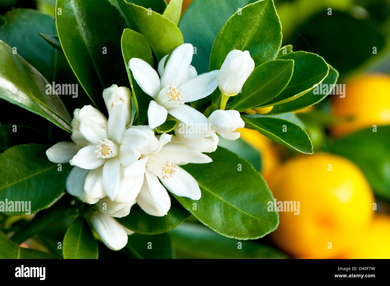 Calamondinorange Microcapa