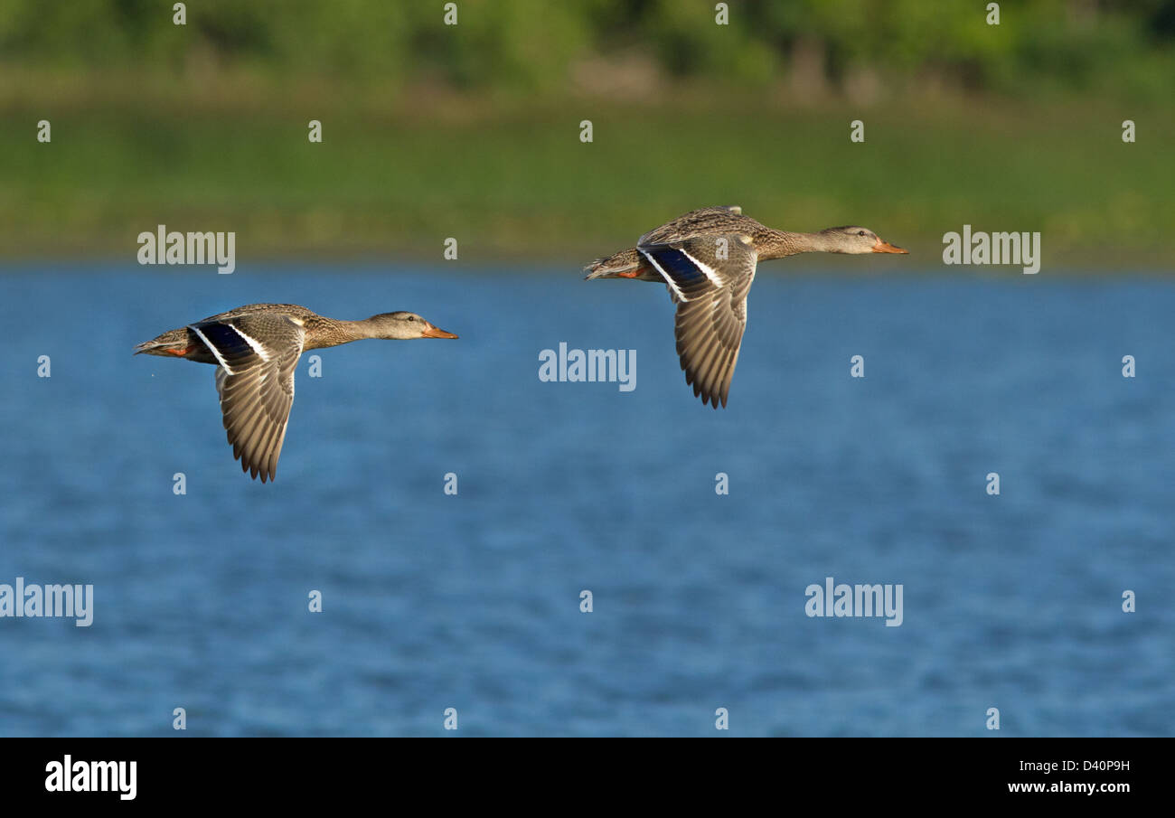 Deux canards en vol Banque de photographies et d’images à haute ...