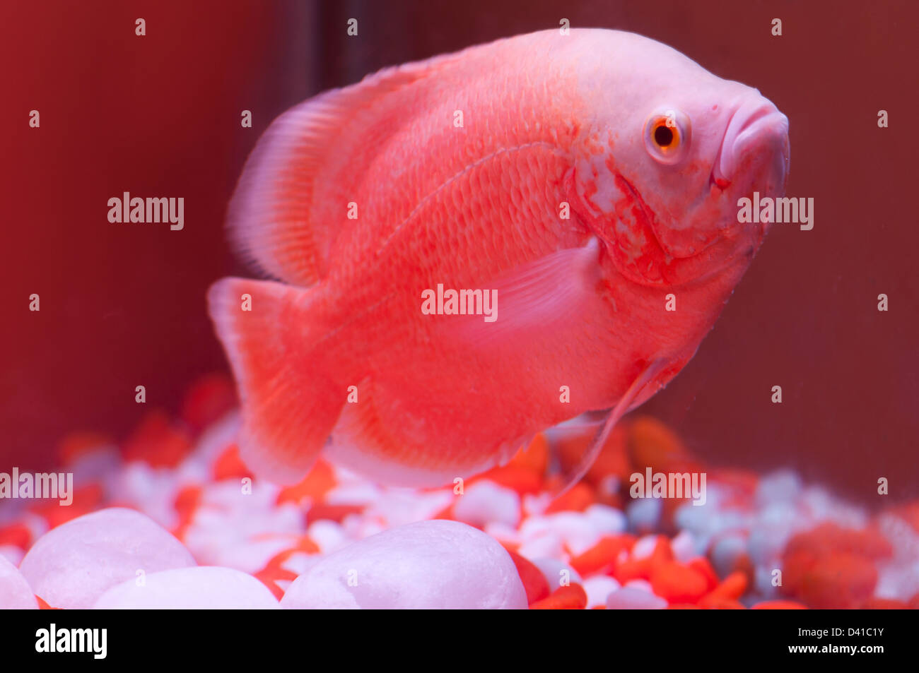 Poisson oscar tigre Banque de photographies et d’images à haute ...