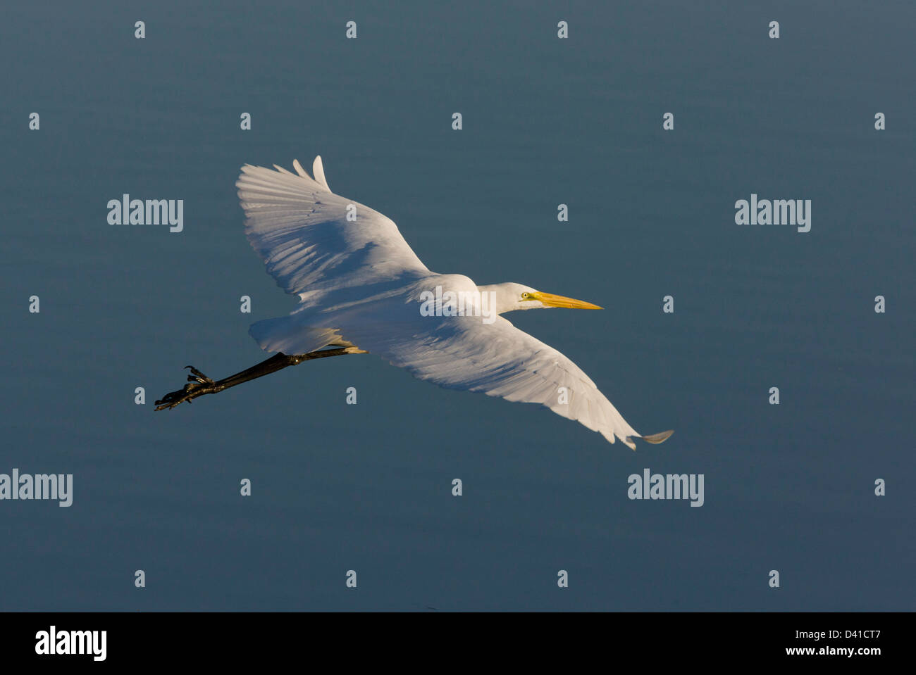 Aigrette blanche en vol Banque de photographies et d’images à haute ...