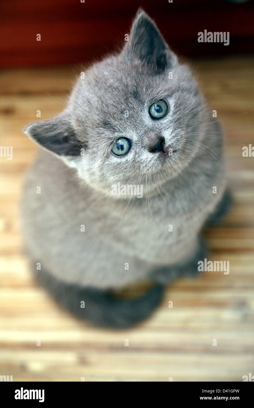 Chat Mignon Images Banque d'image et photos - Alamy