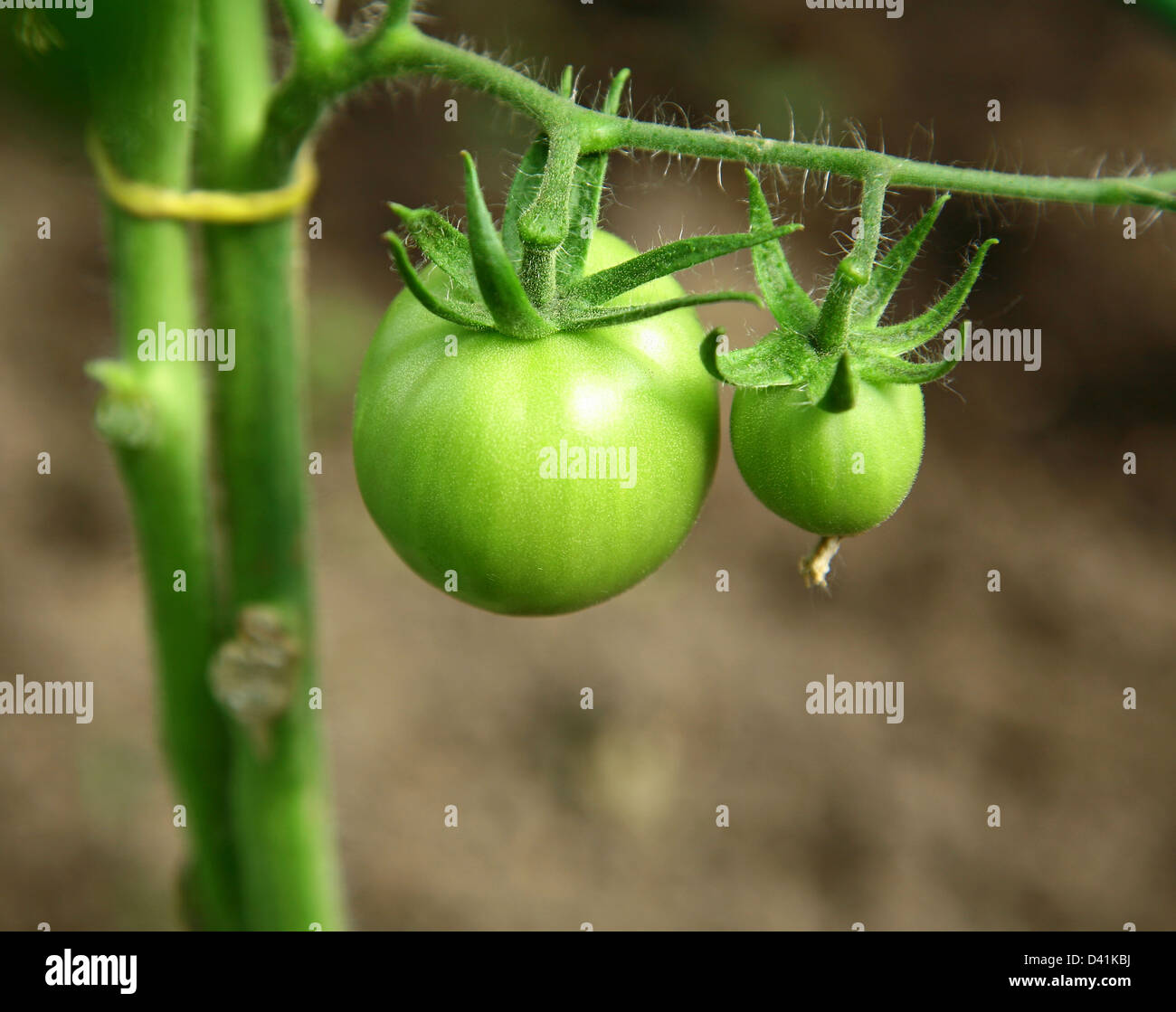 Tomate verde Banque de photographies et d’images à haute résolution - Alamy