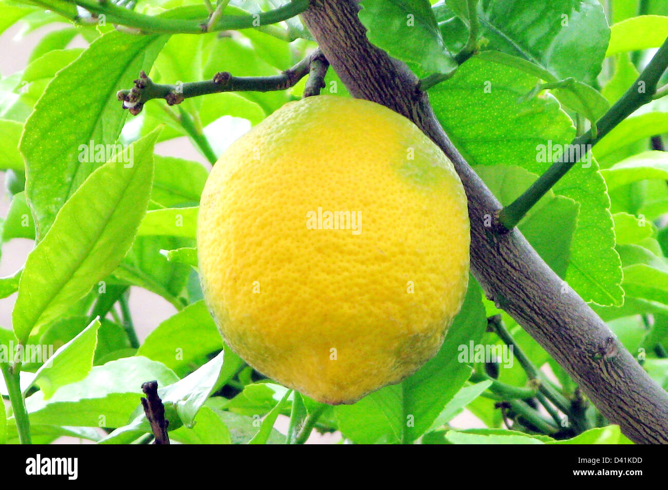 Arbre généalogique de citron Photo Stock - Alamy