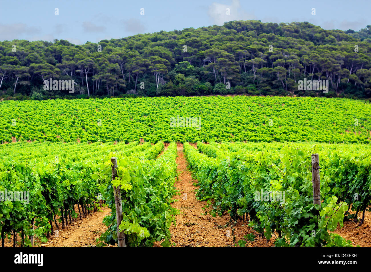 Paysage de vignes Banque de photographies et d’images à haute ...