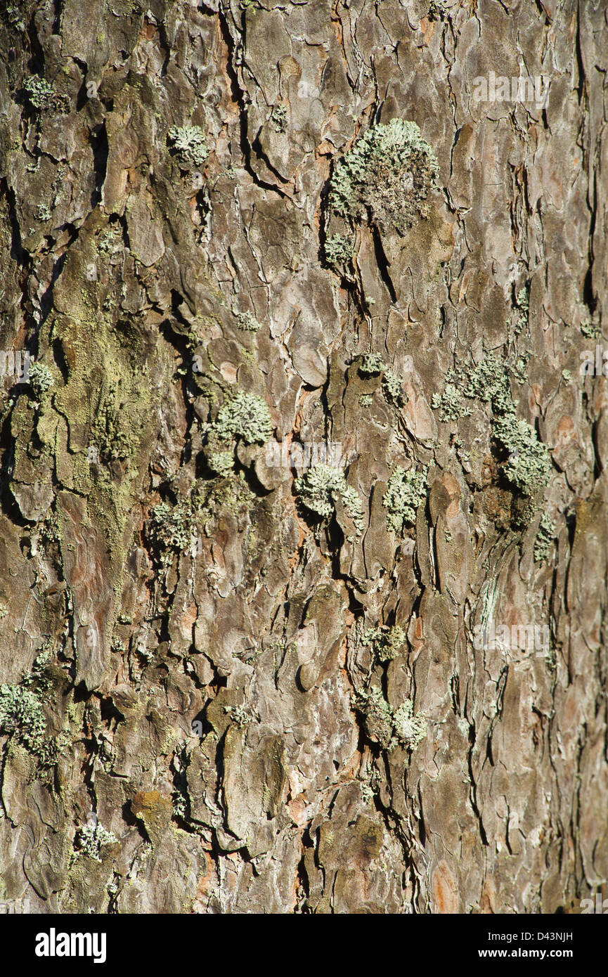 Structure naturelle Banque de photographies et d’images à haute ...