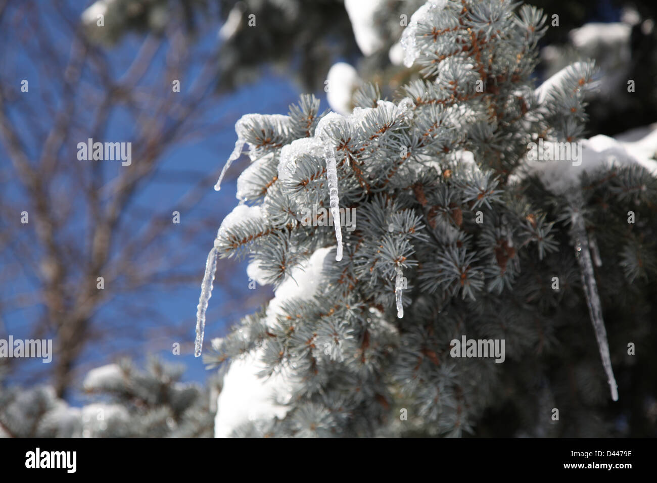 Pin des neiges Banque de photographies et d’images à haute résolution ...