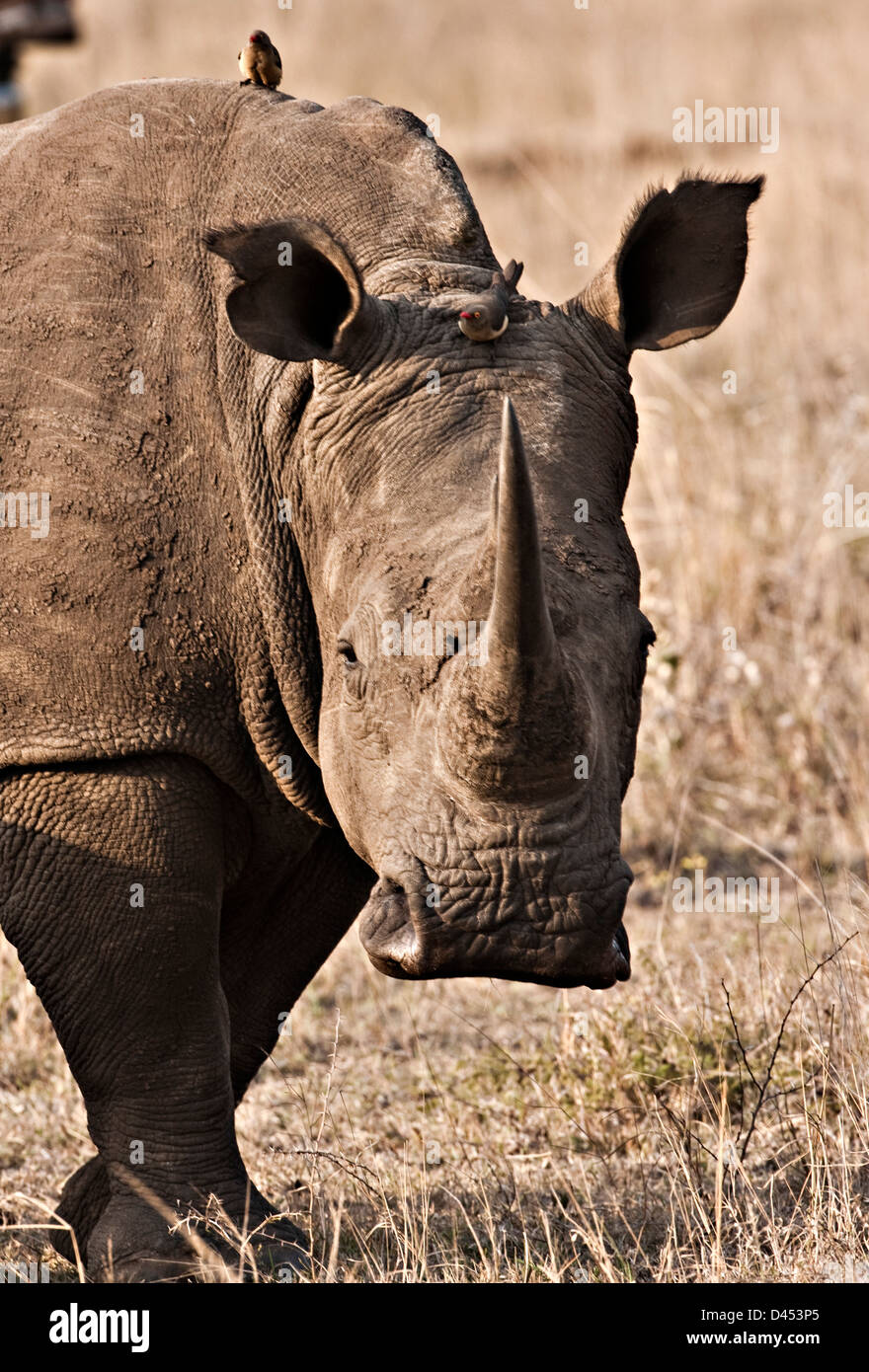 Rhinoséros afrique Banque de photographies et d’images à haute ...