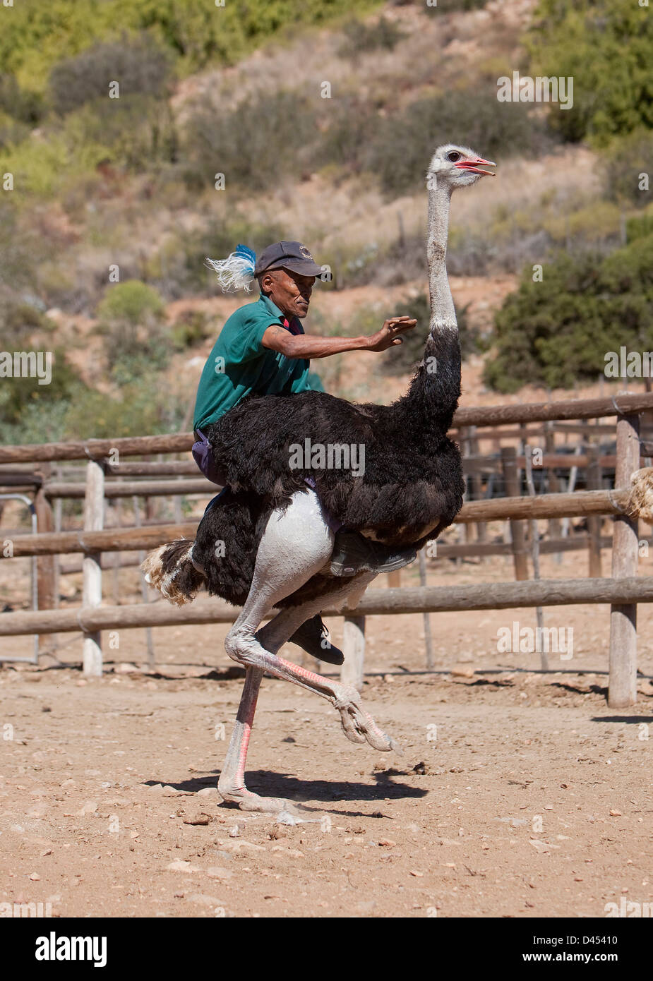 Course d'autruche, Oudtshoorn, Afrique du Sud Photo Stock - Alamy