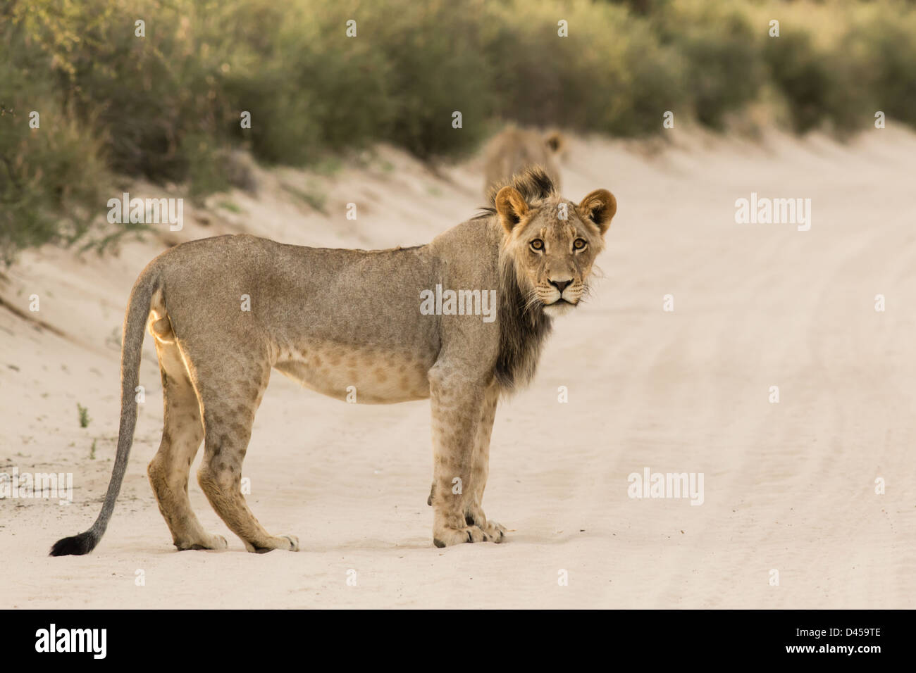 Lions hunt Banque de photographies et d’images à haute résolution - Alamy