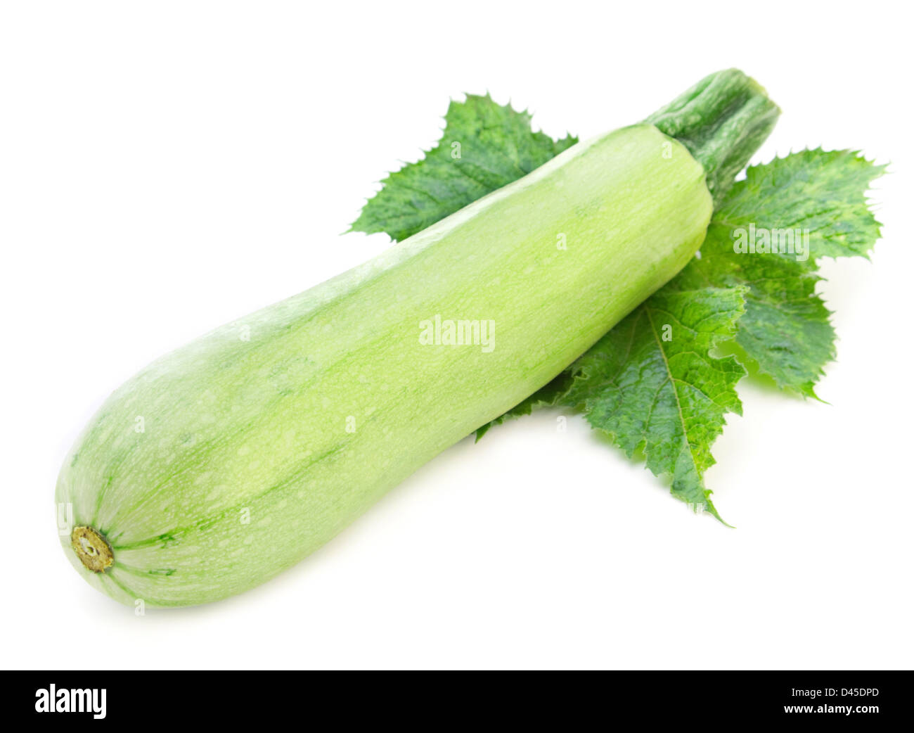 Feuille courgette Banque de photographies et d’images à haute ...