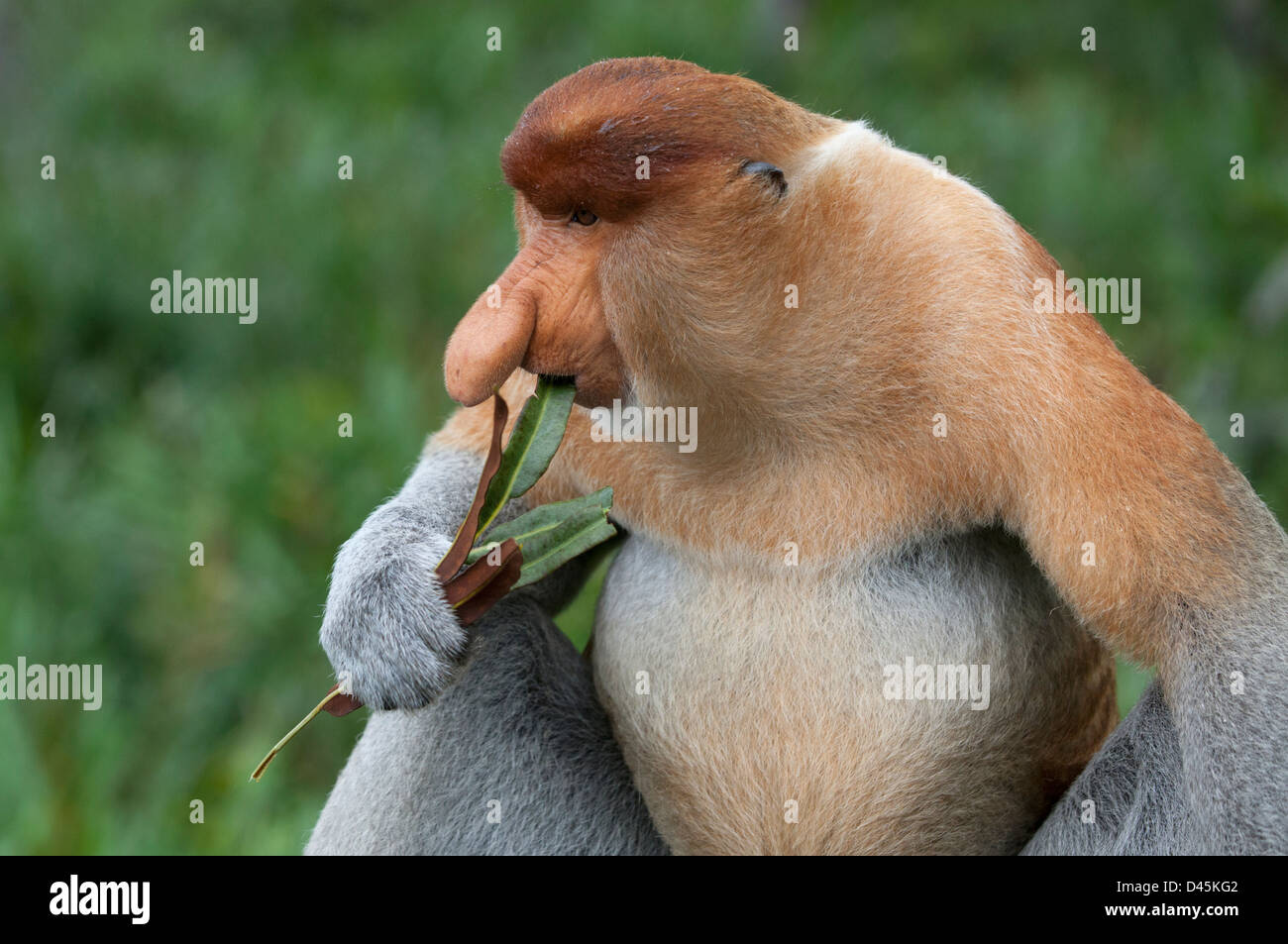 Forêt de bornéo Banque de photographies et d’images à haute résolution ...