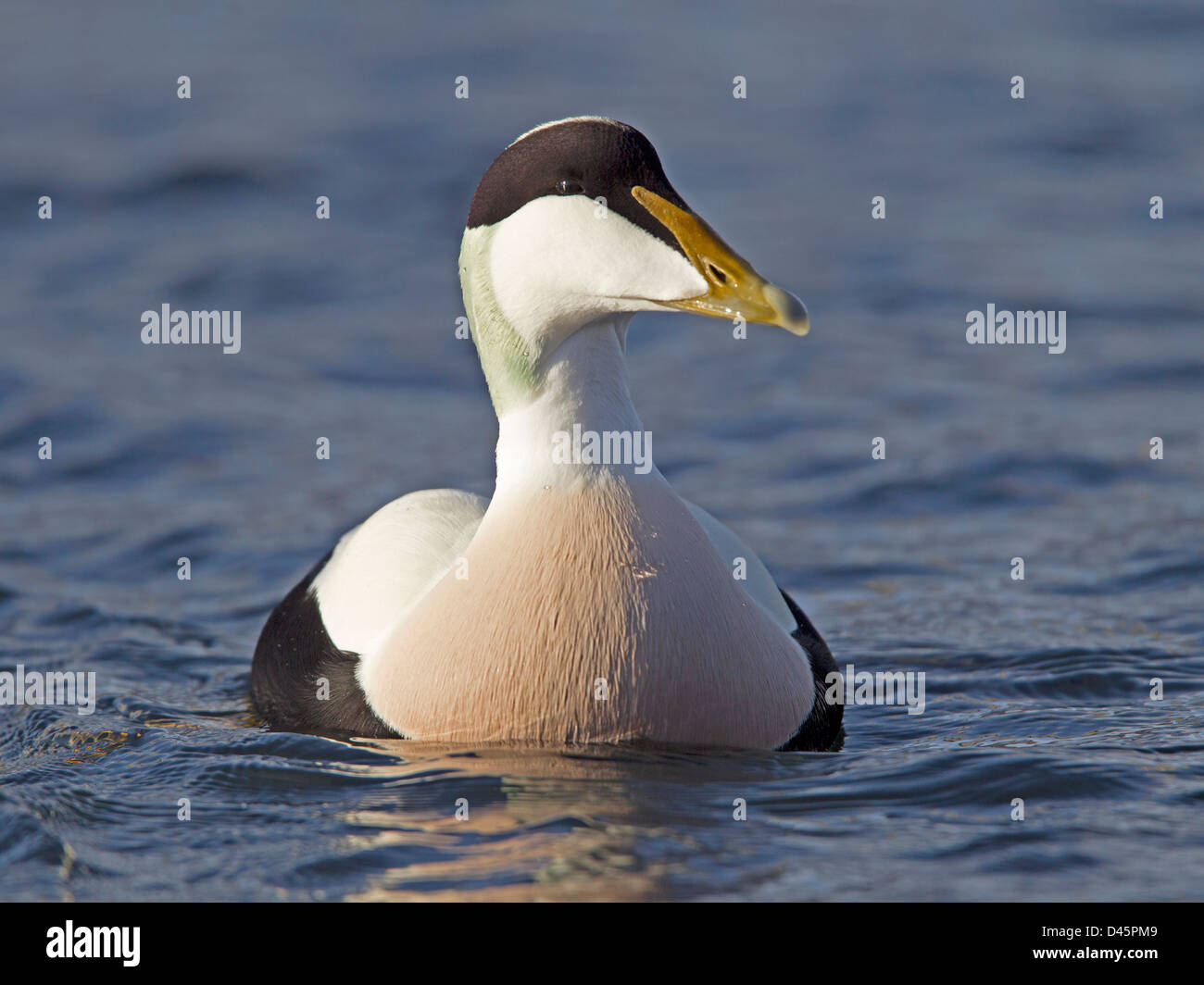 Canards eider mâles Banque de photographies et d’images à haute ...