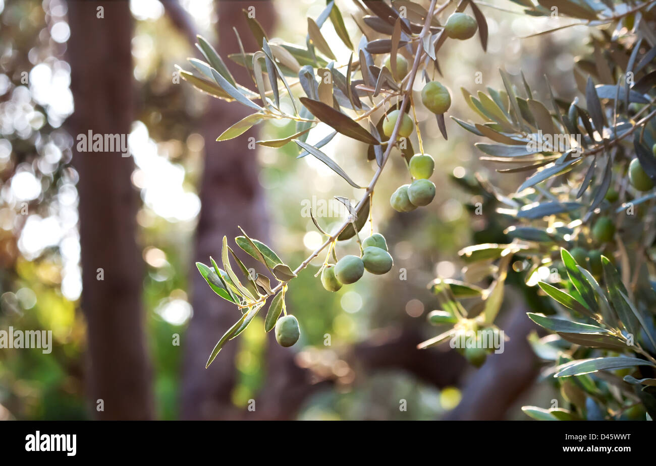 Une olive sur une branche Banque de photographies et d’images à haute ...