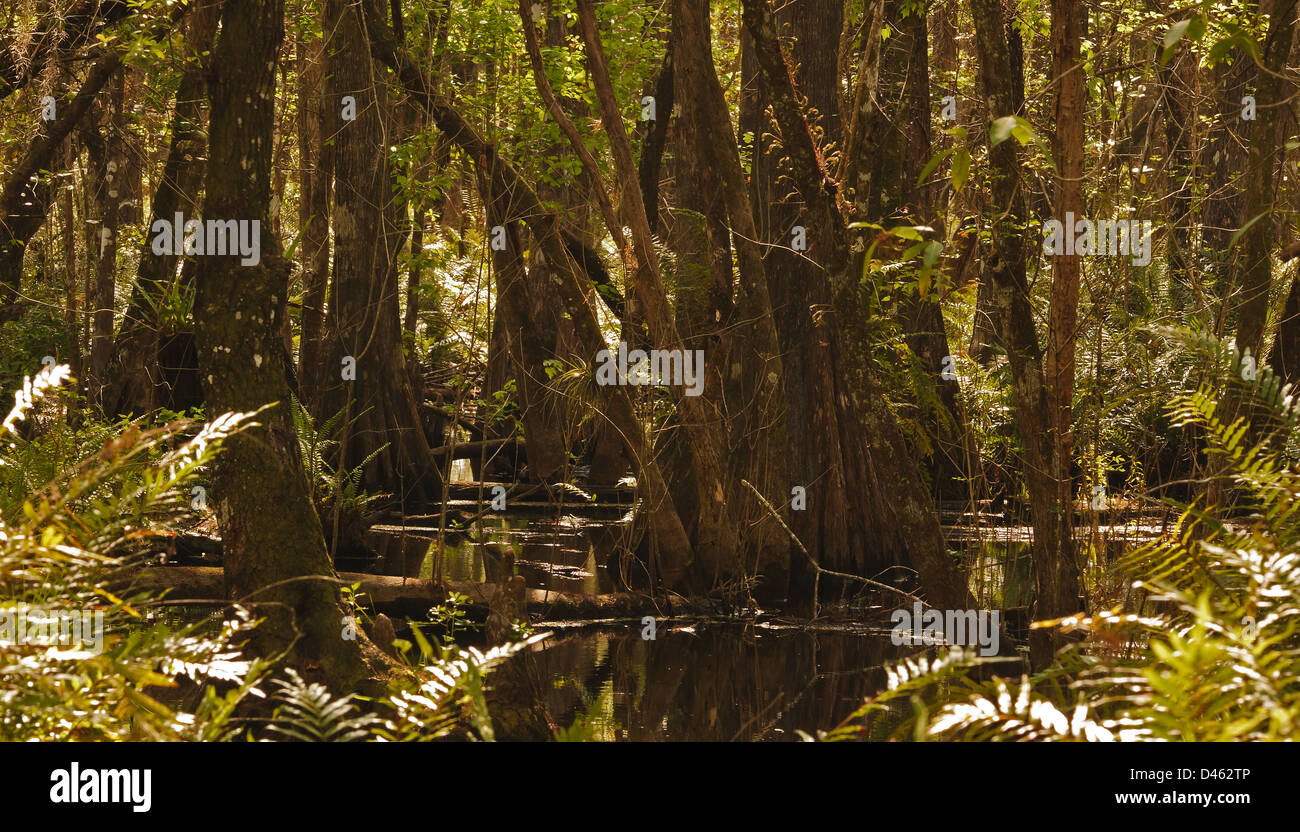 Swamp trees Banque de photographies et d’images à haute résolution - Alamy