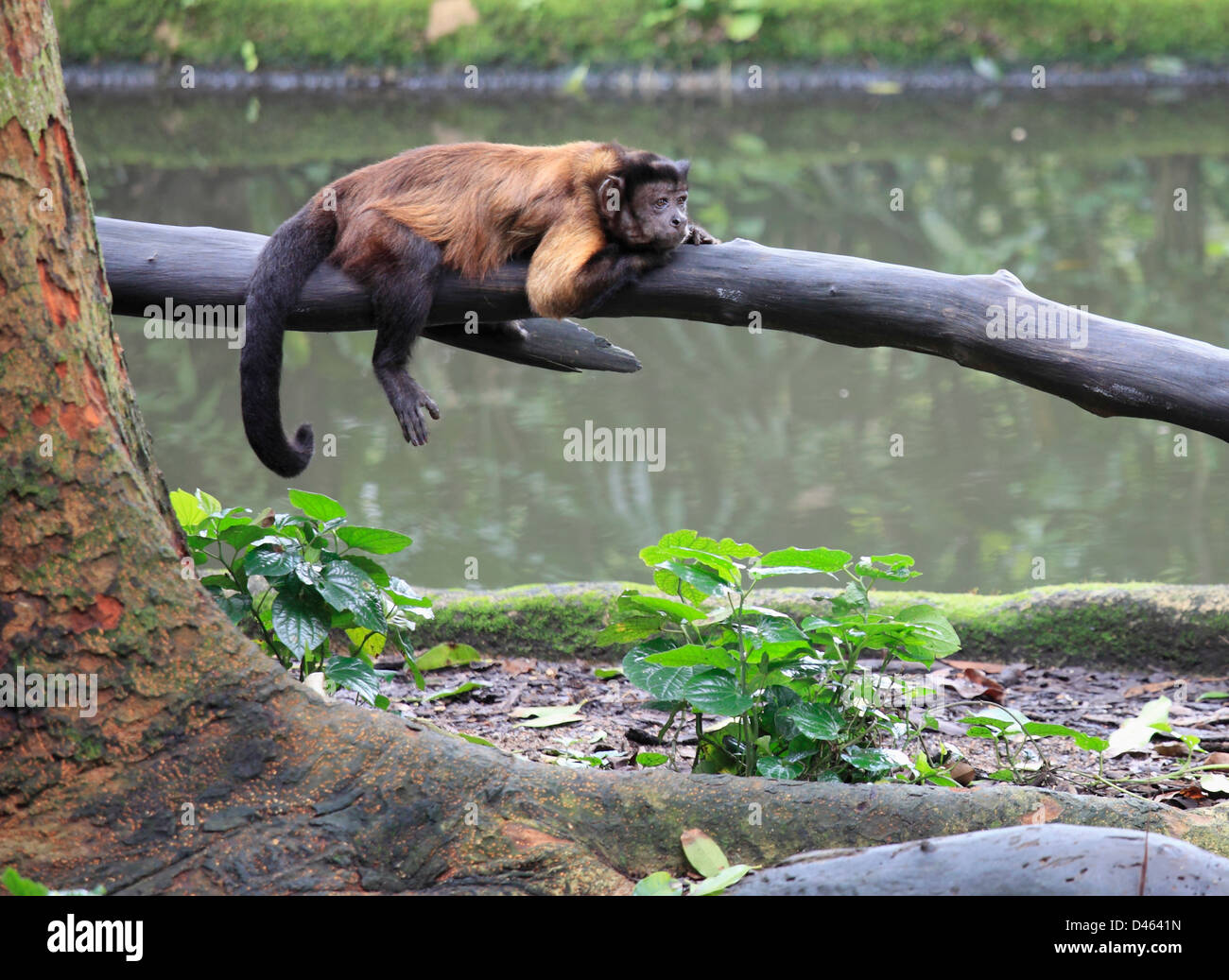 Cebus apella Banque de photographies et d’images à haute résolution - Alamy