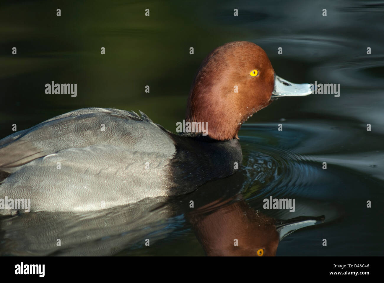 Canards roux aythya americana Banque de photographies et d’images à ...