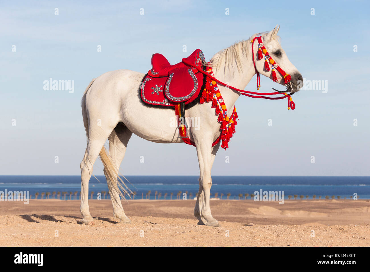 Arabian horse traditional arabian tack Banque de photographies et d ...