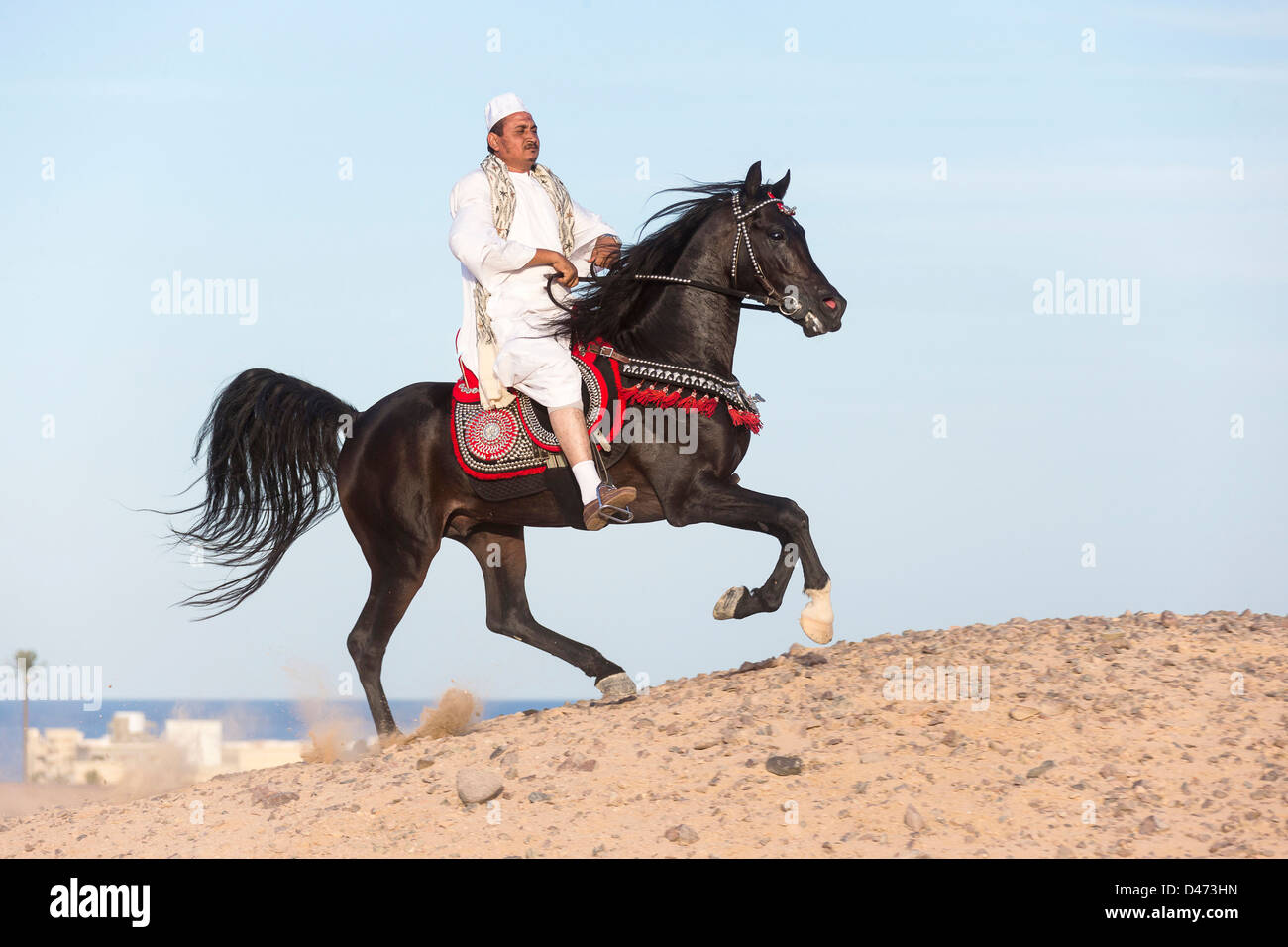 Arabian horse traditional arabian tack Banque de photographies et d ...