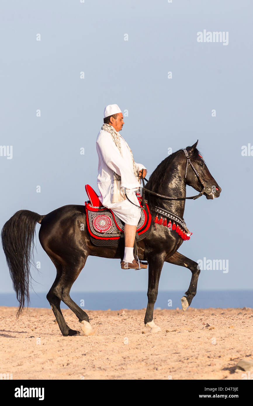 Cheval Arabe pur-sang. L'exécution d'un étalon baie piaffer Photo Stock ...