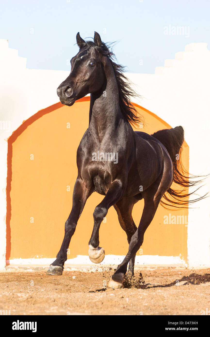 Cheval Arabe pur-sang. Étalon baie dans un paddock au galop Photo Stock ...