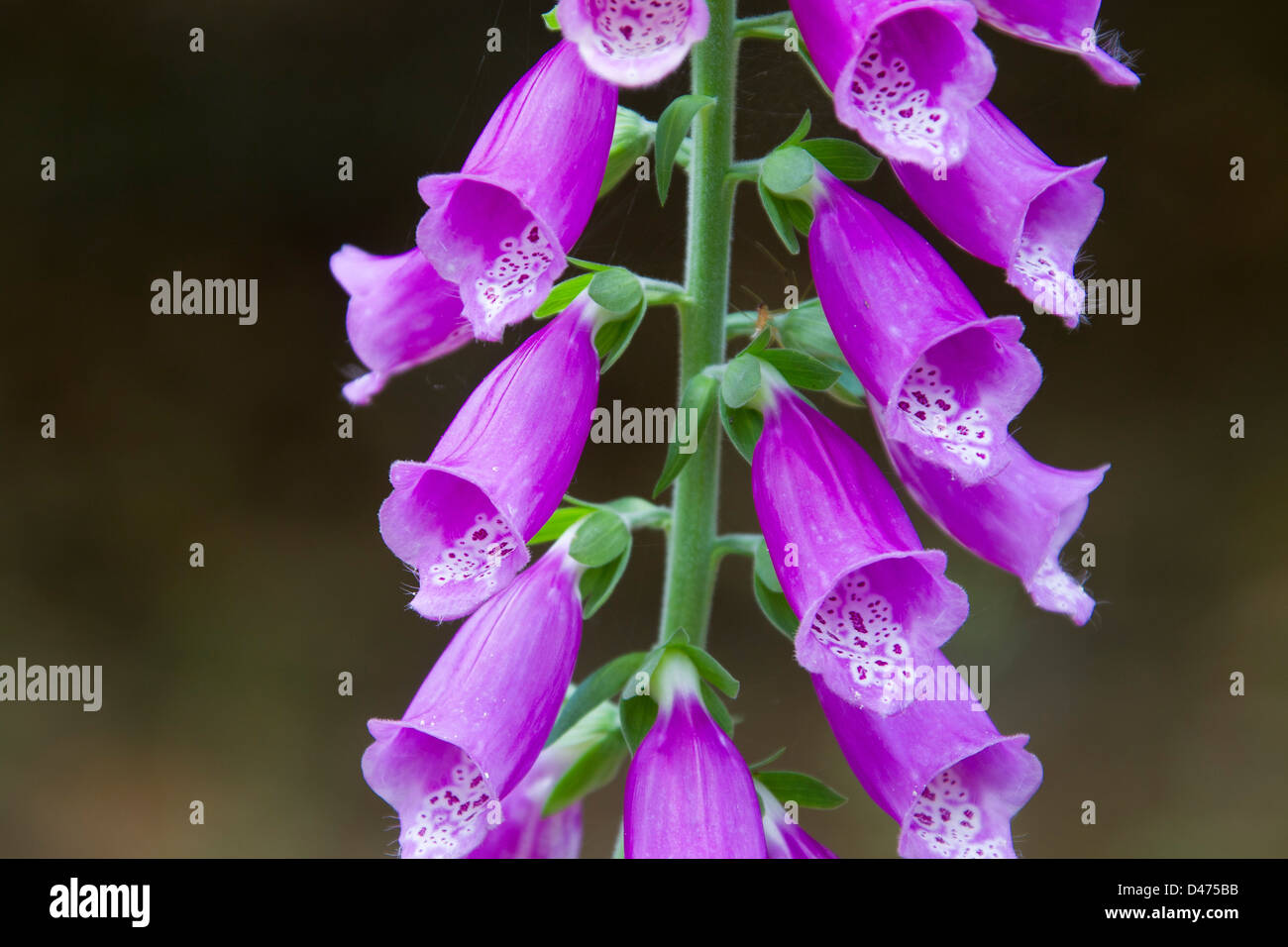 Digitale digitale fleurs Banque de photographies et d’images à haute ...