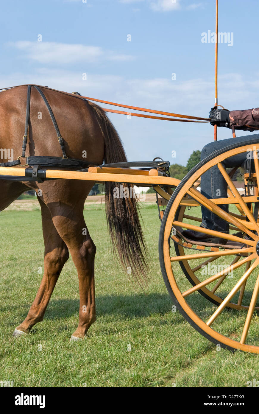 Fouet de cheval au volant Banque de photographies et d’images à haute ...