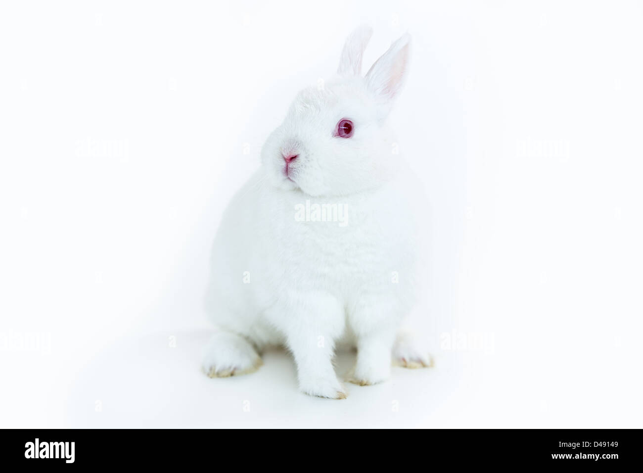 Yeux roses de lapin blanc Banque de photographies et d’images à haute ...
