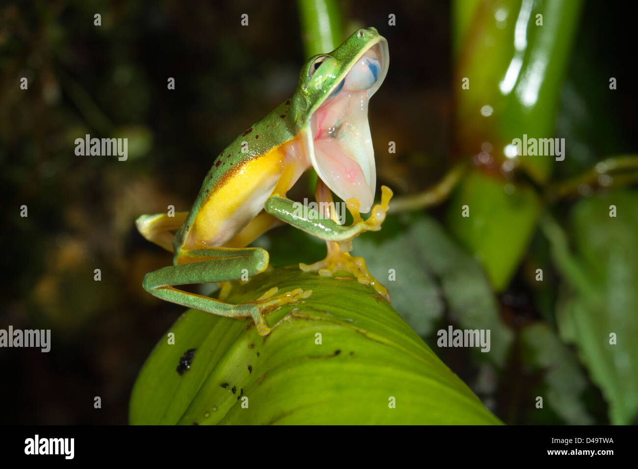 Grenouille feuille Lemur (Agalychnis [Hylomantis lemur]) le bâillement ...
