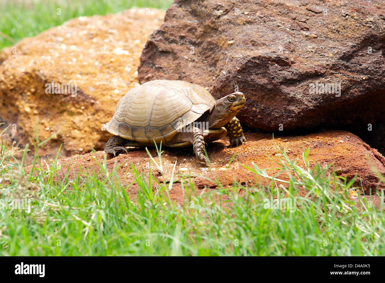Tortue Officielle Banque De Photographies Et D Images à Haute