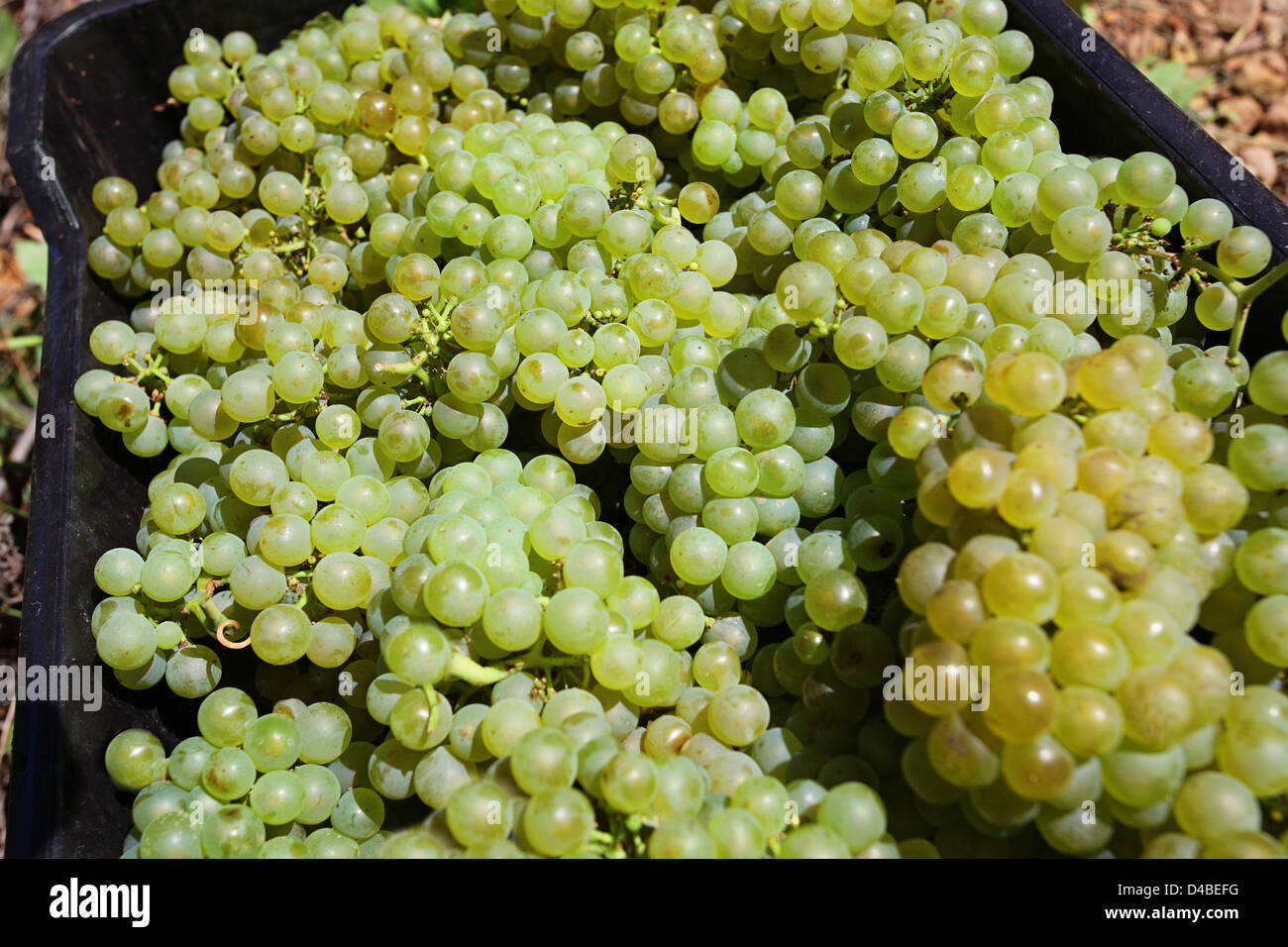 Grappes de raisins blancs Banque de photographies et d’images à haute ...