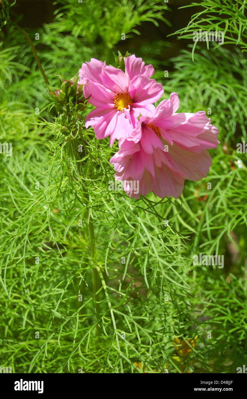 Fleur de pétale mince Banque de photographies et d’images à haute ...