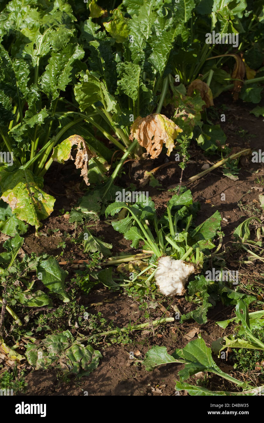 Thamnophis sirtalis infernalis Banque de photographies et d’images à ...