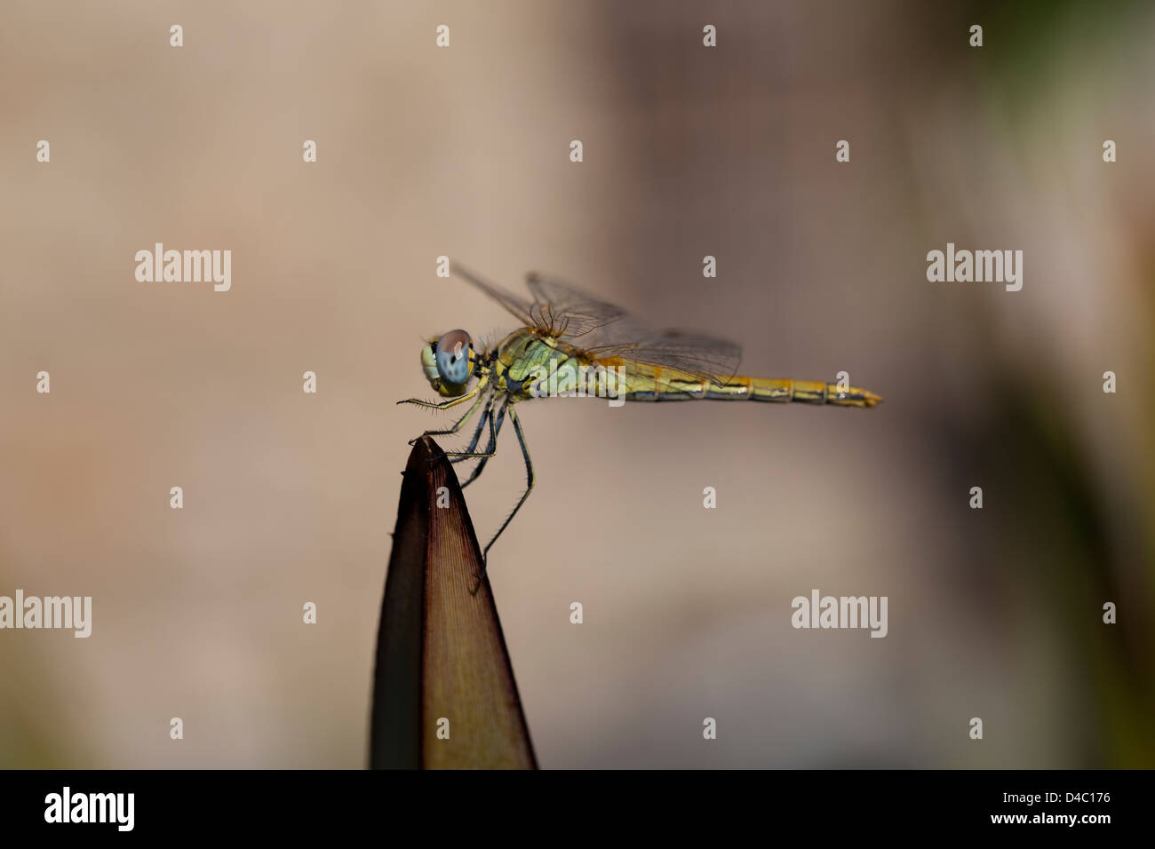 Libellule de mer Banque de photographies et d’images à haute résolution ...