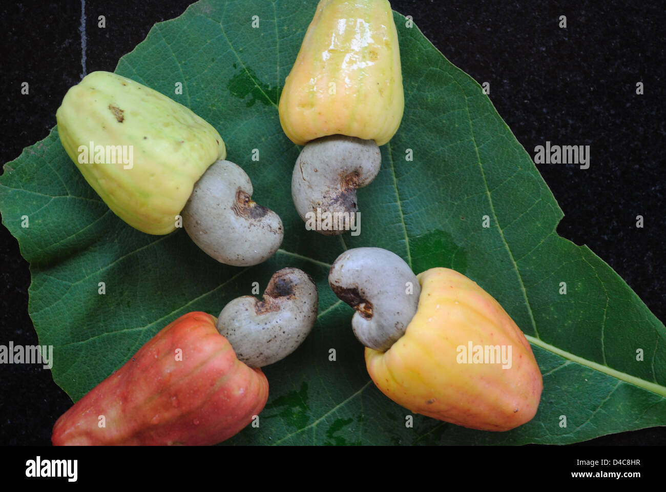 Fruits de cajou Banque de photographies et d’images à haute résolution ...