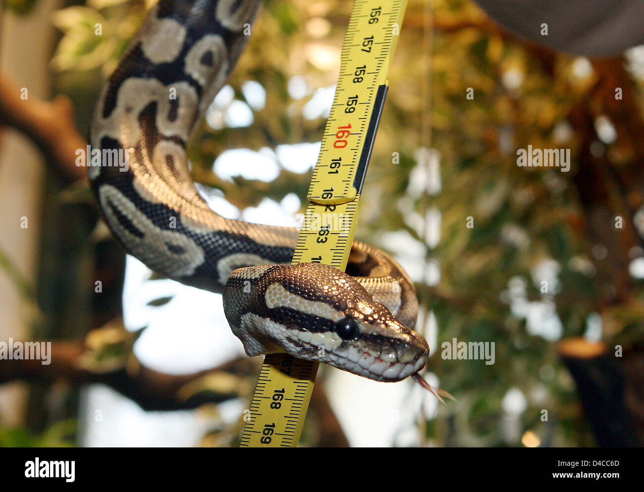 Un python royal (lat. : Python reguis) est mesurée au cours de l ...