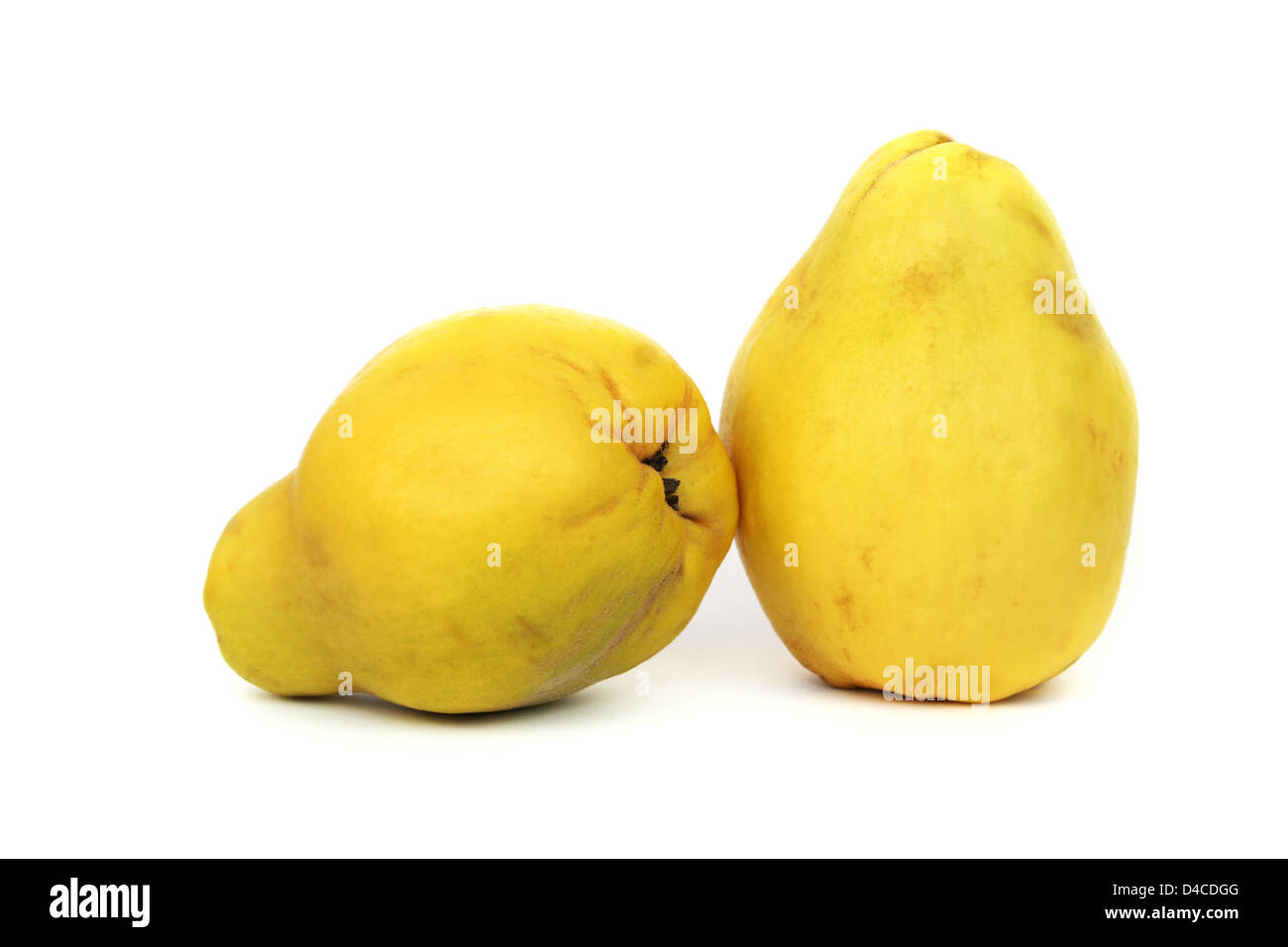 Fruit de coing Banque de photographies et d’images à haute résolution ...