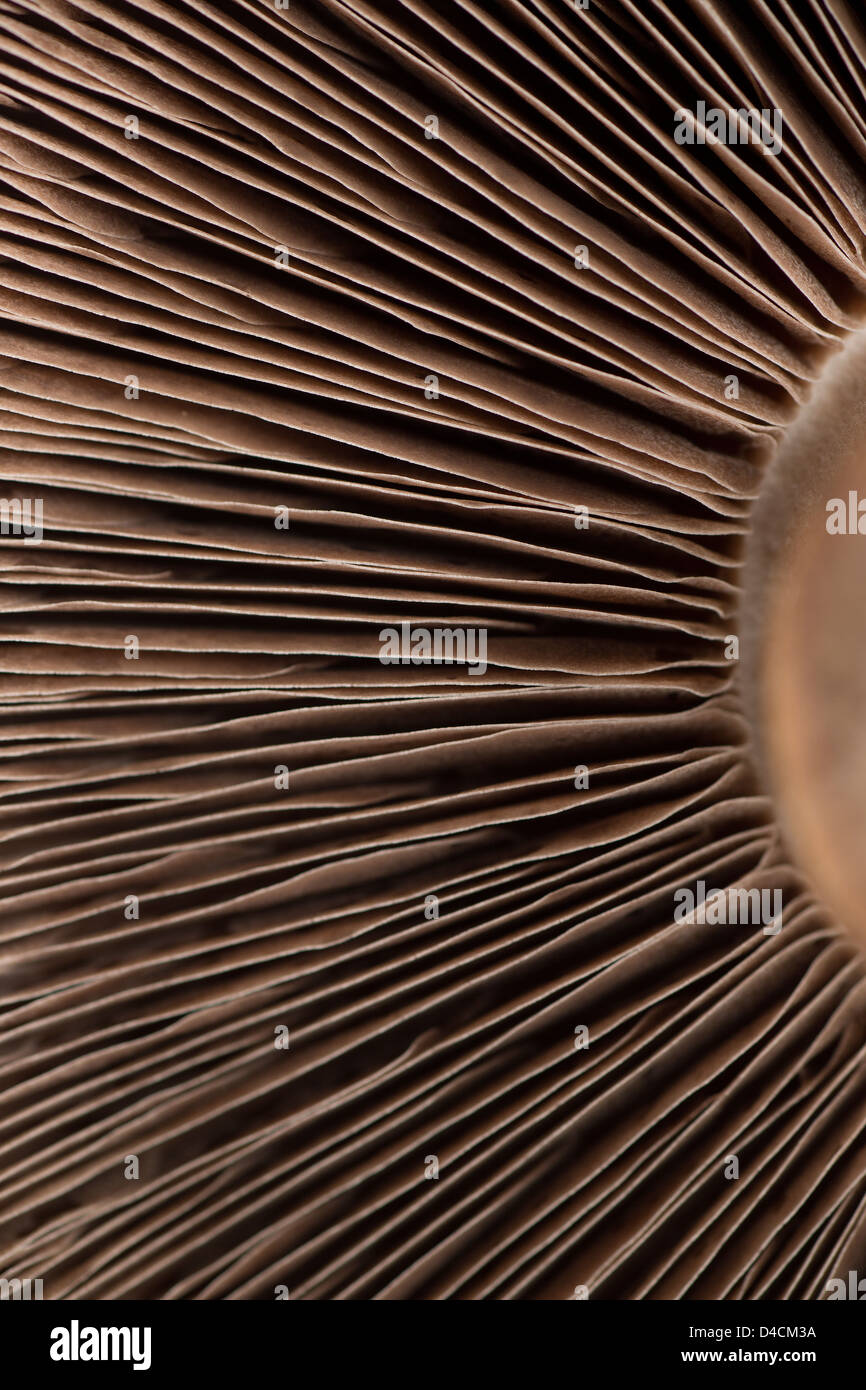 spores de champignons Photo Stock - Alamy