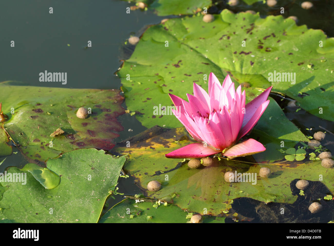 Lotus river Banque de photographies et d’images à haute résolution - Alamy
